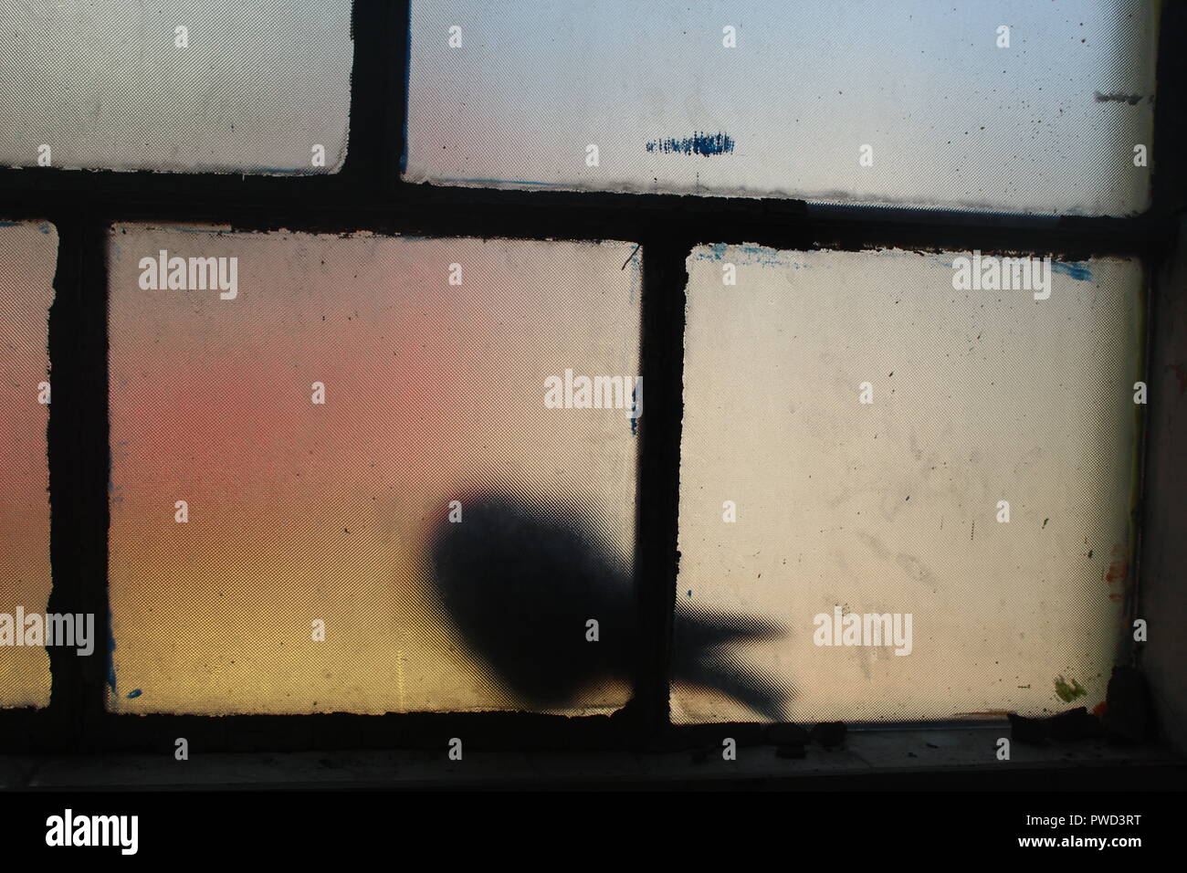 Pigeon behind the glass door.looks fabulous and full of adventure. I ...