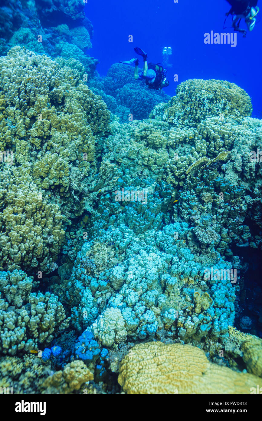 landscape Coral Reef at the Red Sea Egypt Stock Photo - Alamy