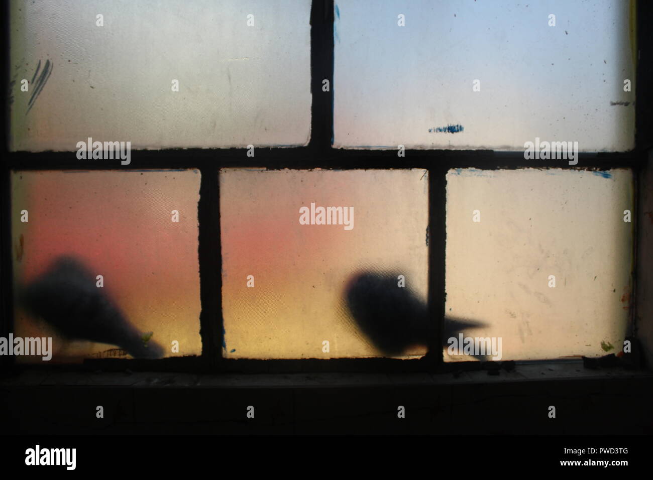 Pigeon behind glass hi-res stock photography and images - Alamy