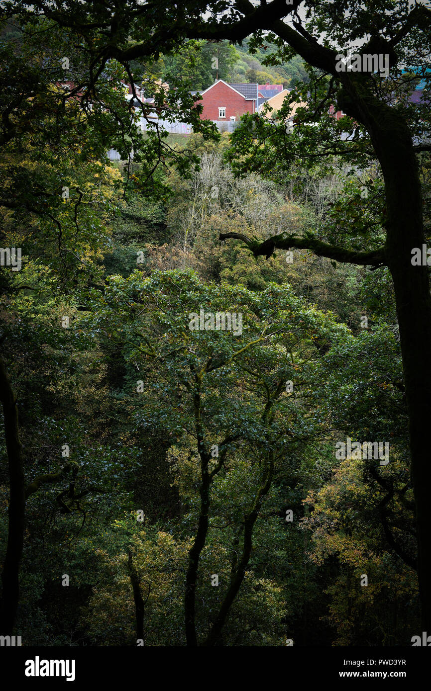 Surrounded by green trees hi-res stock photography and images - Alamy