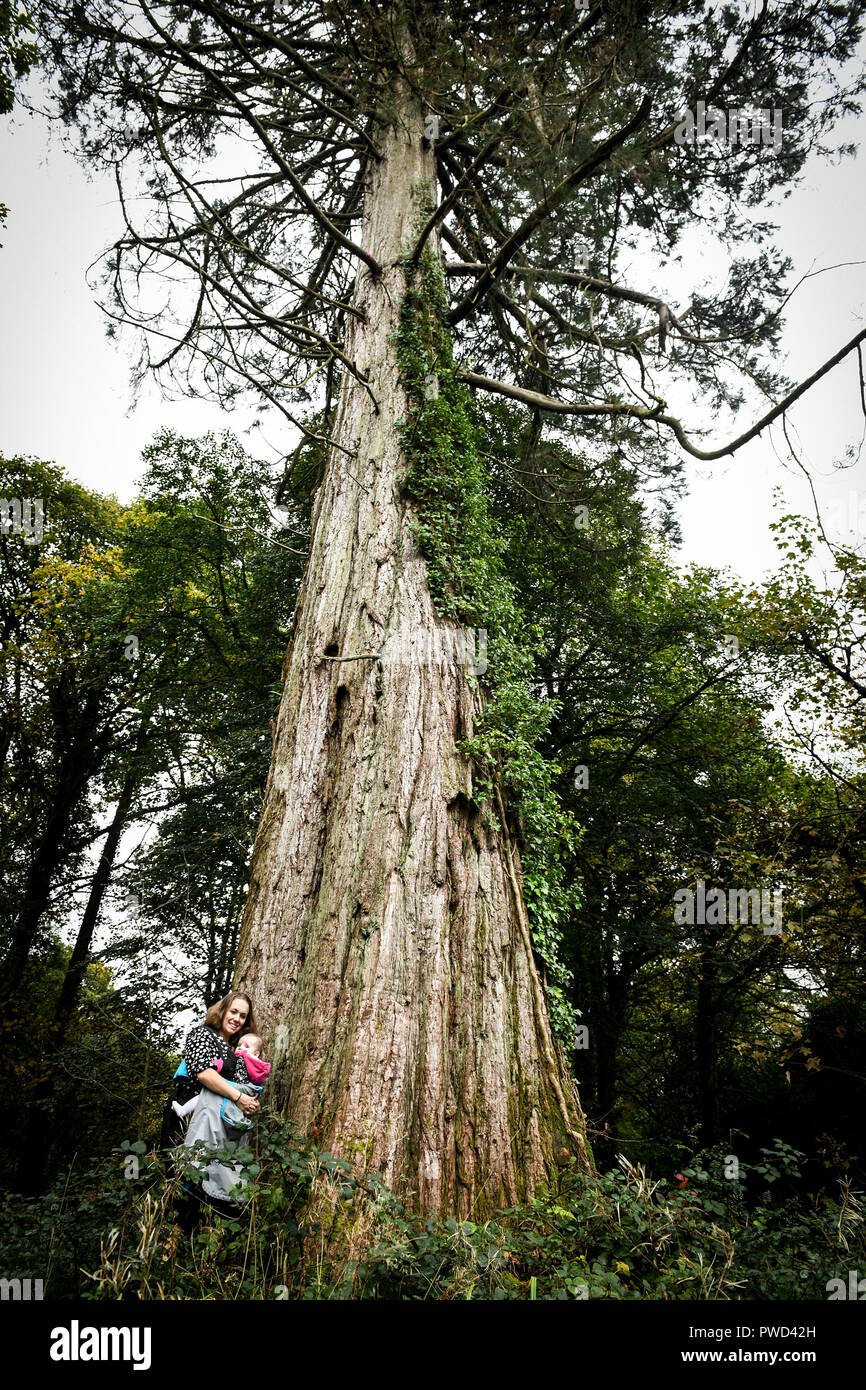 A giant Redwood tree pictured at the Glanrhyd Plantation in Pontardawe ...