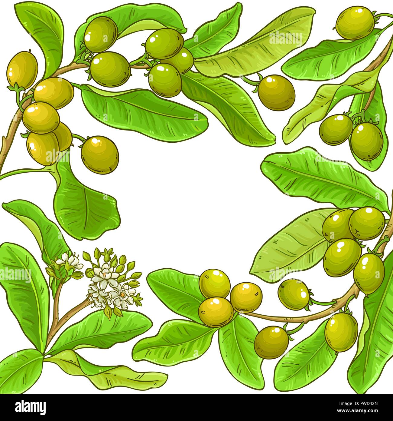 shea vector frame on white background Stock Vector Image & Art - Alamy