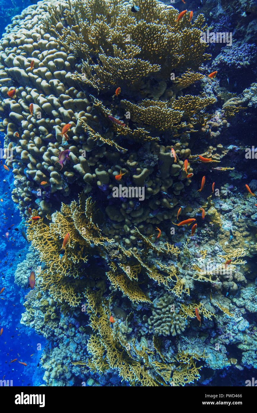 Fire Coral at the Red Sea Egypt Stock Photo - Alamy