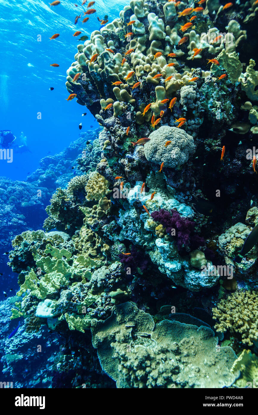 landscape Coral Reef at the Red Sea Egypt Stock Photo - Alamy