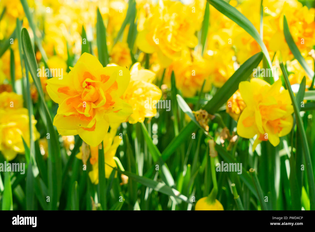 Blooming yelow daffodils flowers with green leaves Stock Photo - Alamy