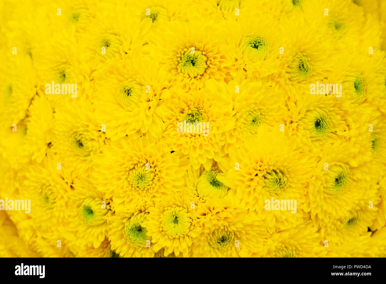natural autumn flowers background with yellow mums Stock Photo - Alamy