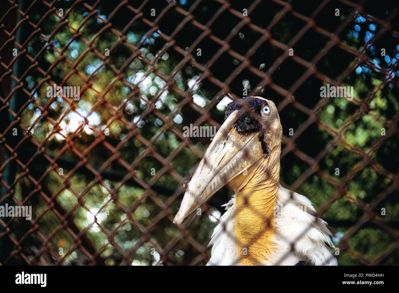 Bird in steel cage at zoo with texture background Stock Photo - Alamy