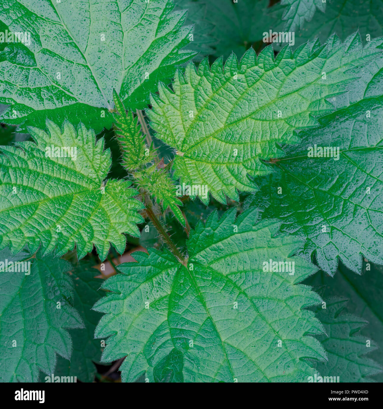 Common nettle, stinging nettle or nettle leaf Stock Photo - Alamy