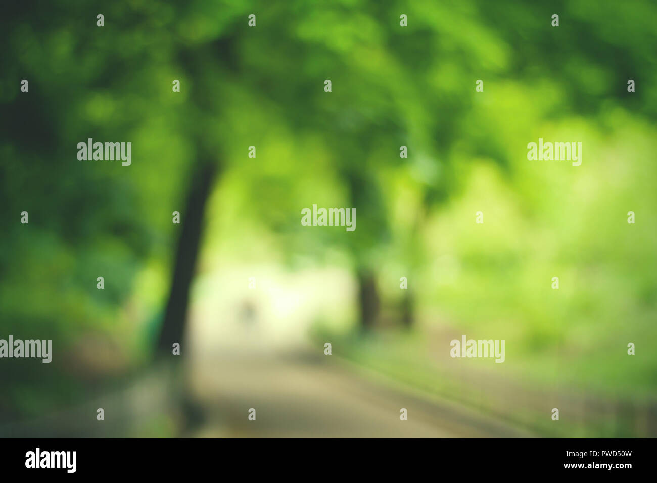 Blurry nature wallpaper. Forest bokeh background. Green defocused ...