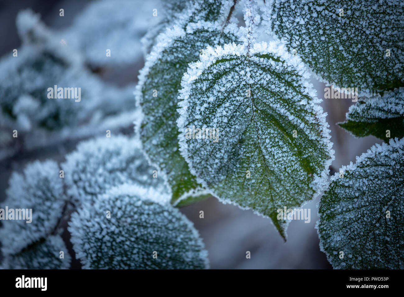 Early morning frost hi-res stock photography and images - Alamy