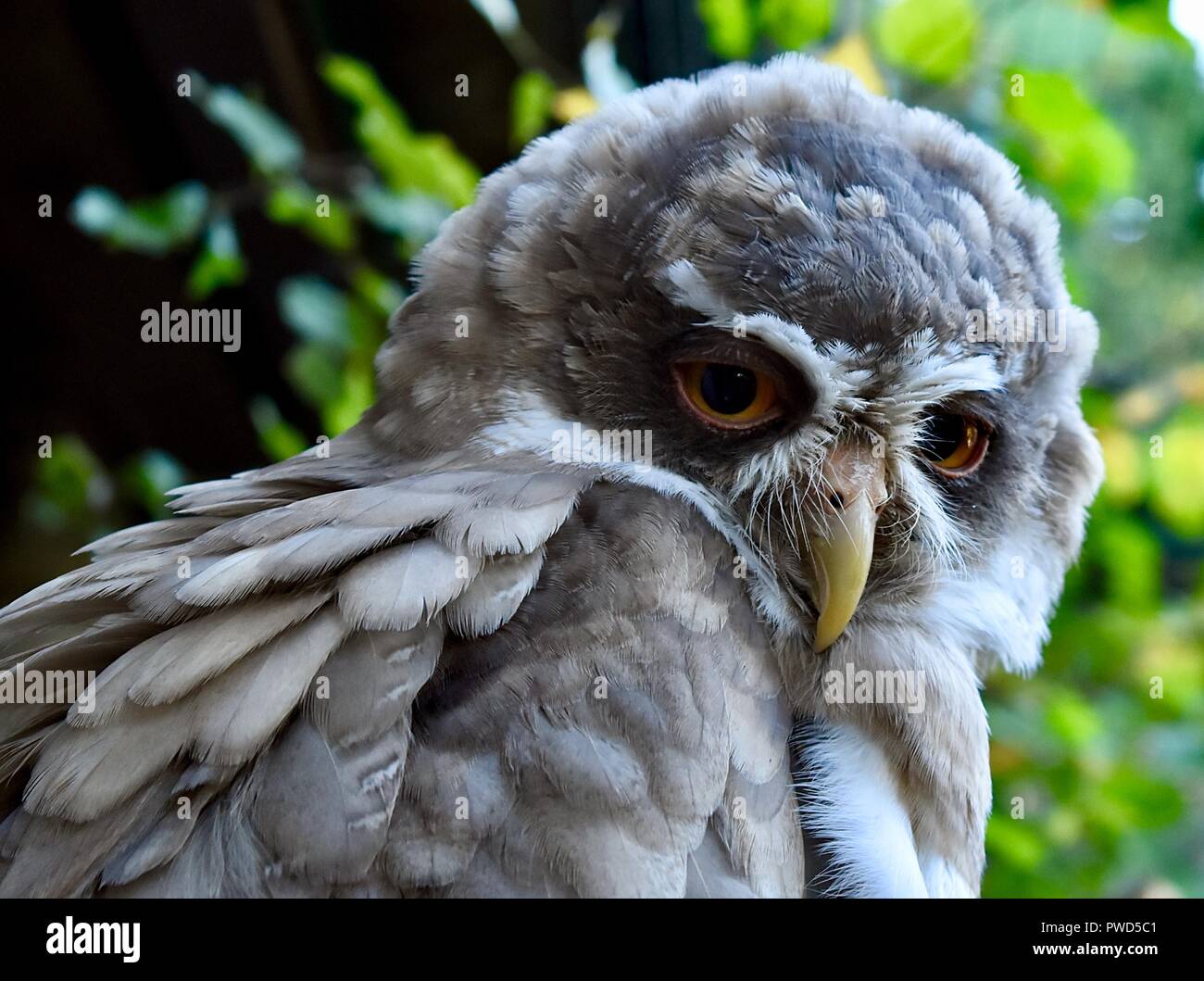 Great Grey Owl Stock Photo - Alamy