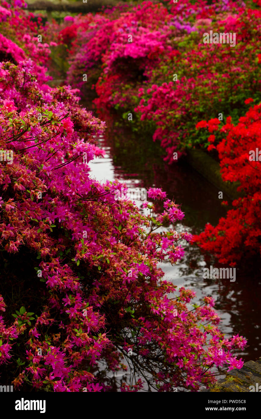 red and pink rododendron flowers in garden Stock Photo - Alamy