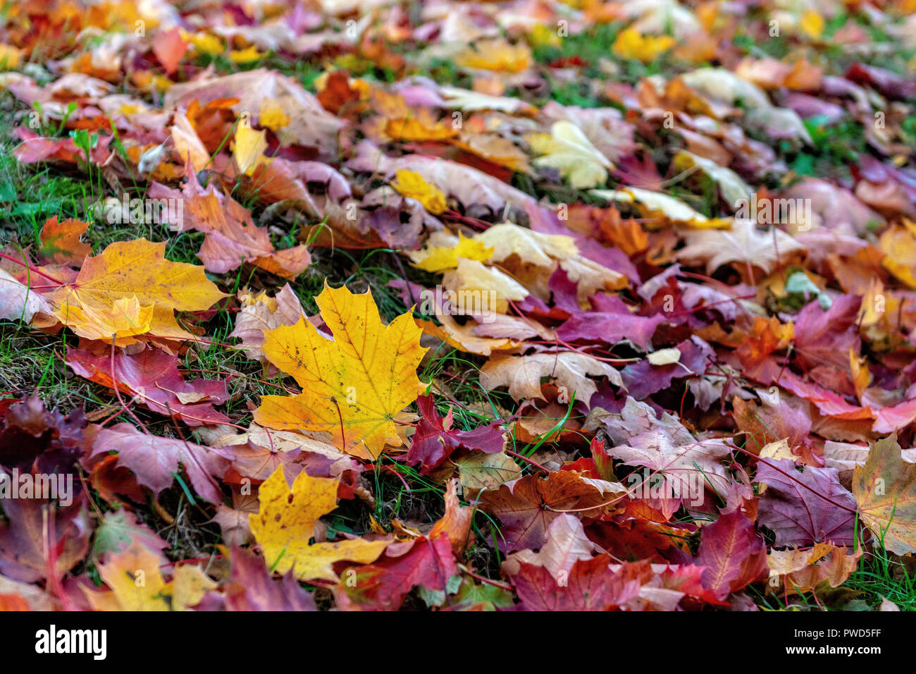 Colorful fallen leaves lying on the ground in the park, beautiful ...