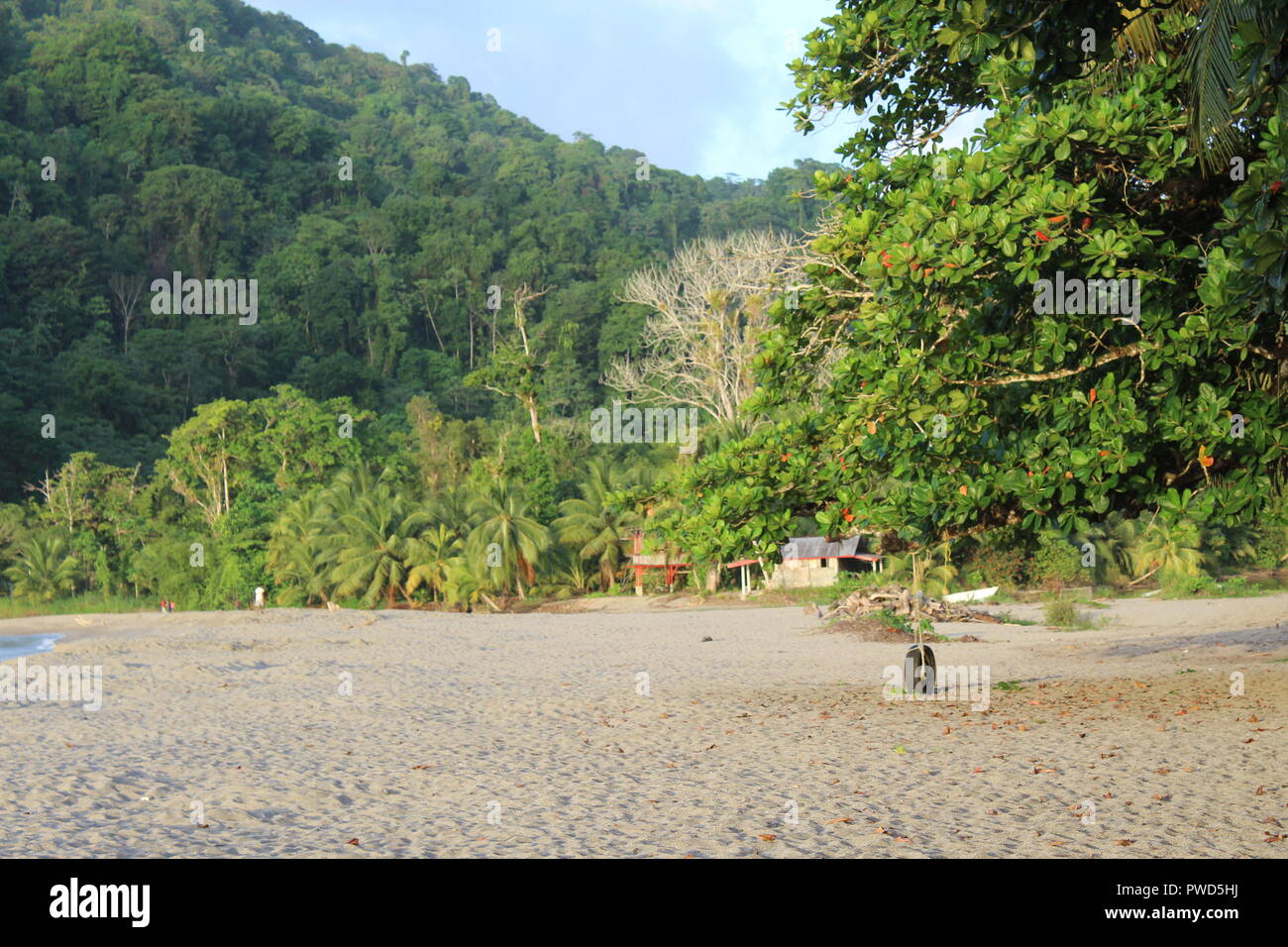 Turtle nesting beach site Grand Riviera, Trinidad and Tobago Stock ...