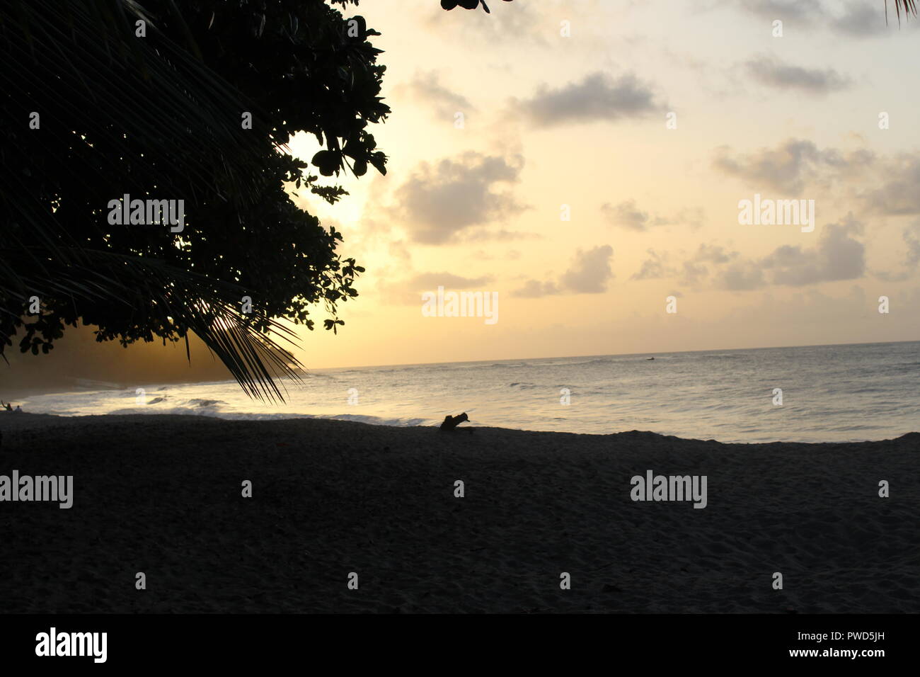 Sea turtle caribbean nesting hi-res stock photography and images - Alamy