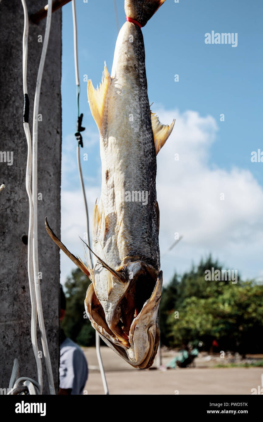 Dried fish of hanging with sunlight at the sky in summer Stock Photo ...