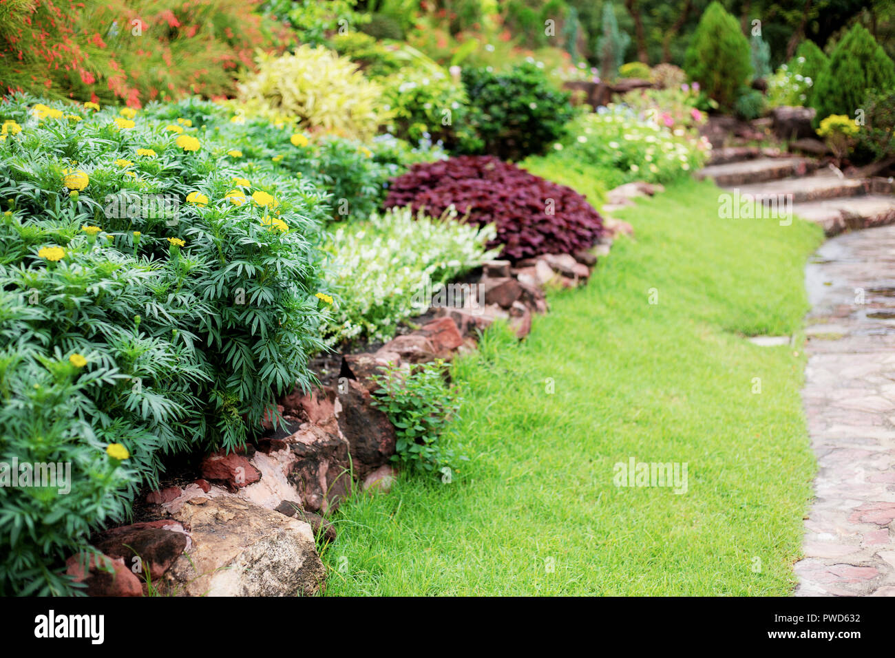 Flower on plantation and walkway in the garden with sunrise Stock Photo ...