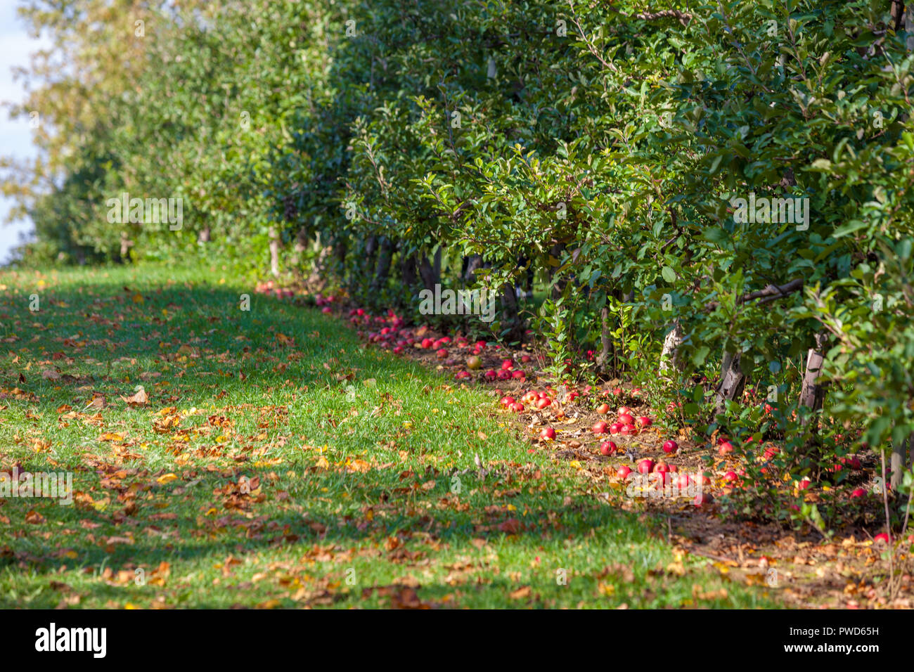 Kids in the big apple hi-res stock photography and images - Alamy