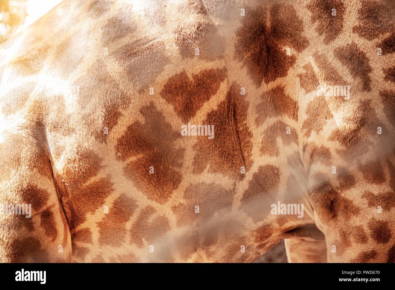 Giraffe in zoo with texture background Stock Photo - Alamy