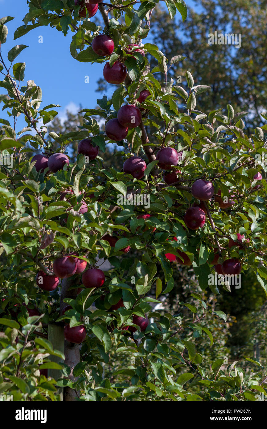 Kids in the big apple hi-res stock photography and images - Alamy