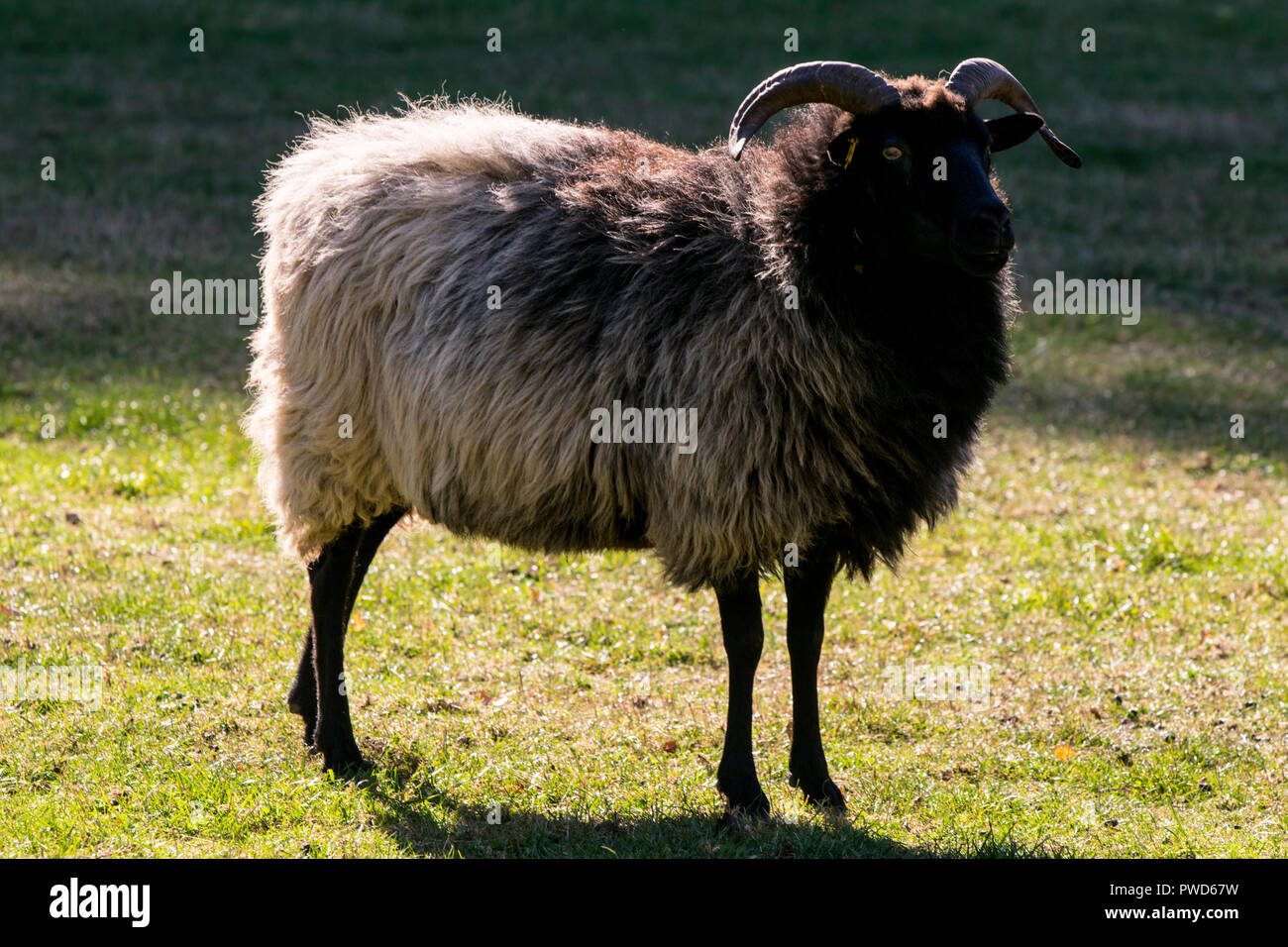 Bio sheep hi-res stock photography and images - Alamy
