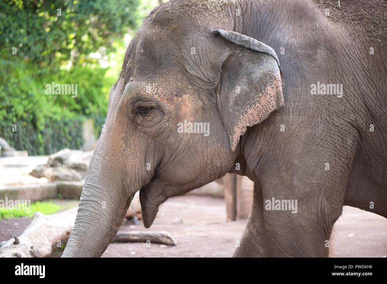 Close up side profile portrait of an elephant Stock Photo - Alamy