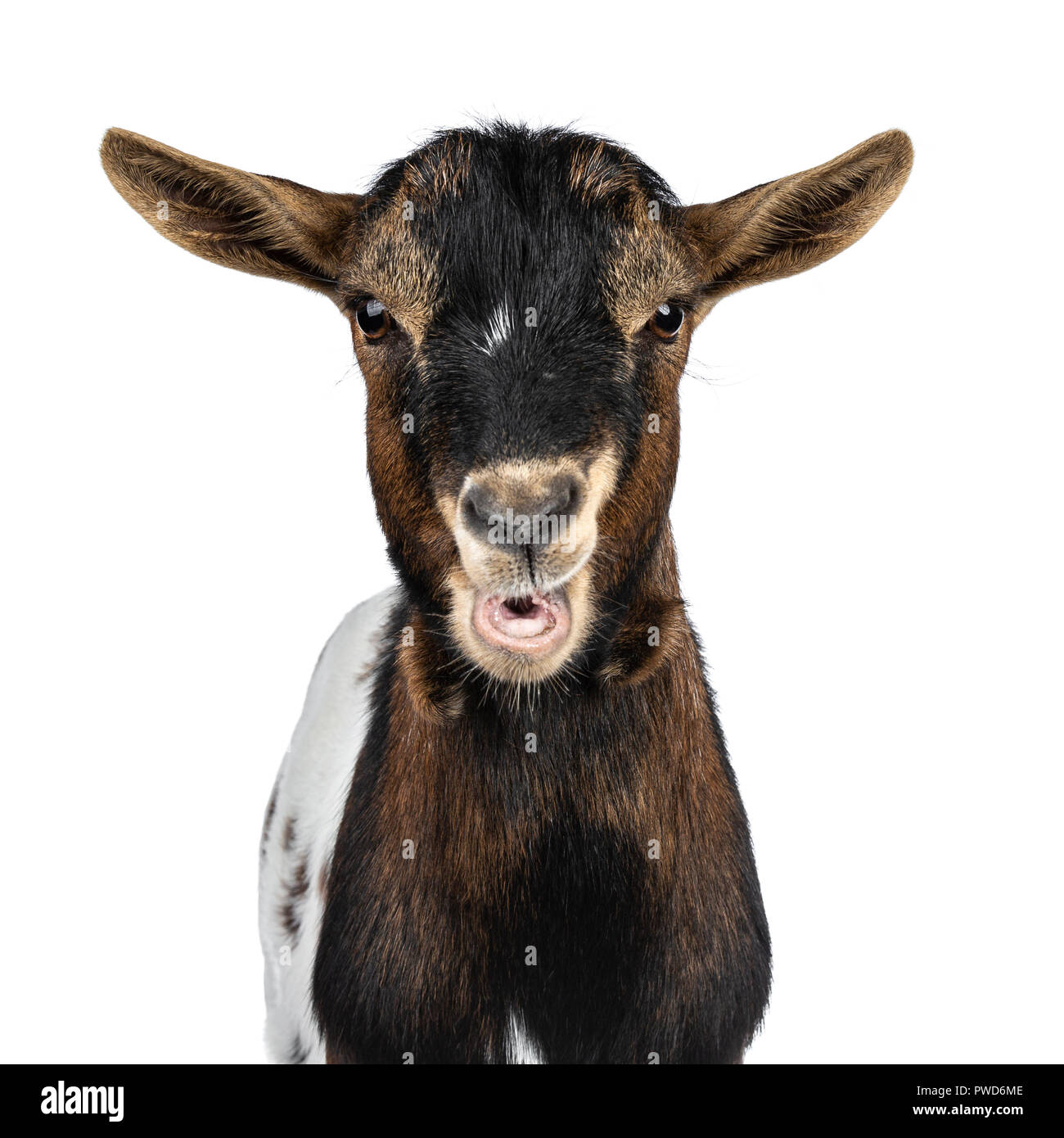 Black brown face goat hi-res stock photography and images - Alamy
