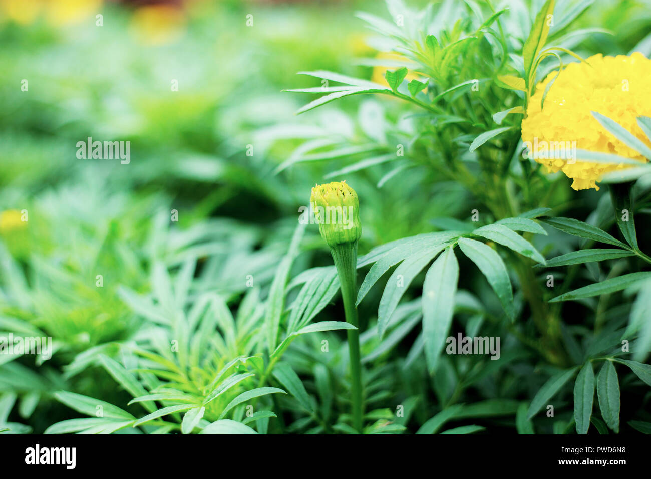 Marigold flower of blooming on plantation in the garden with sunrise ...