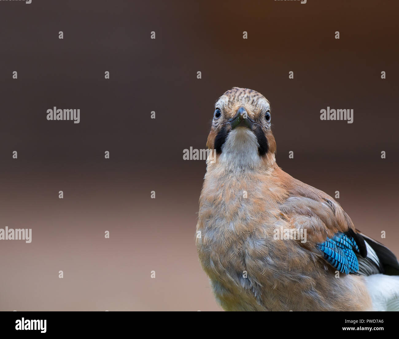 Detailed front view close up of wild UK juvenile jay bird (Garrulus ...