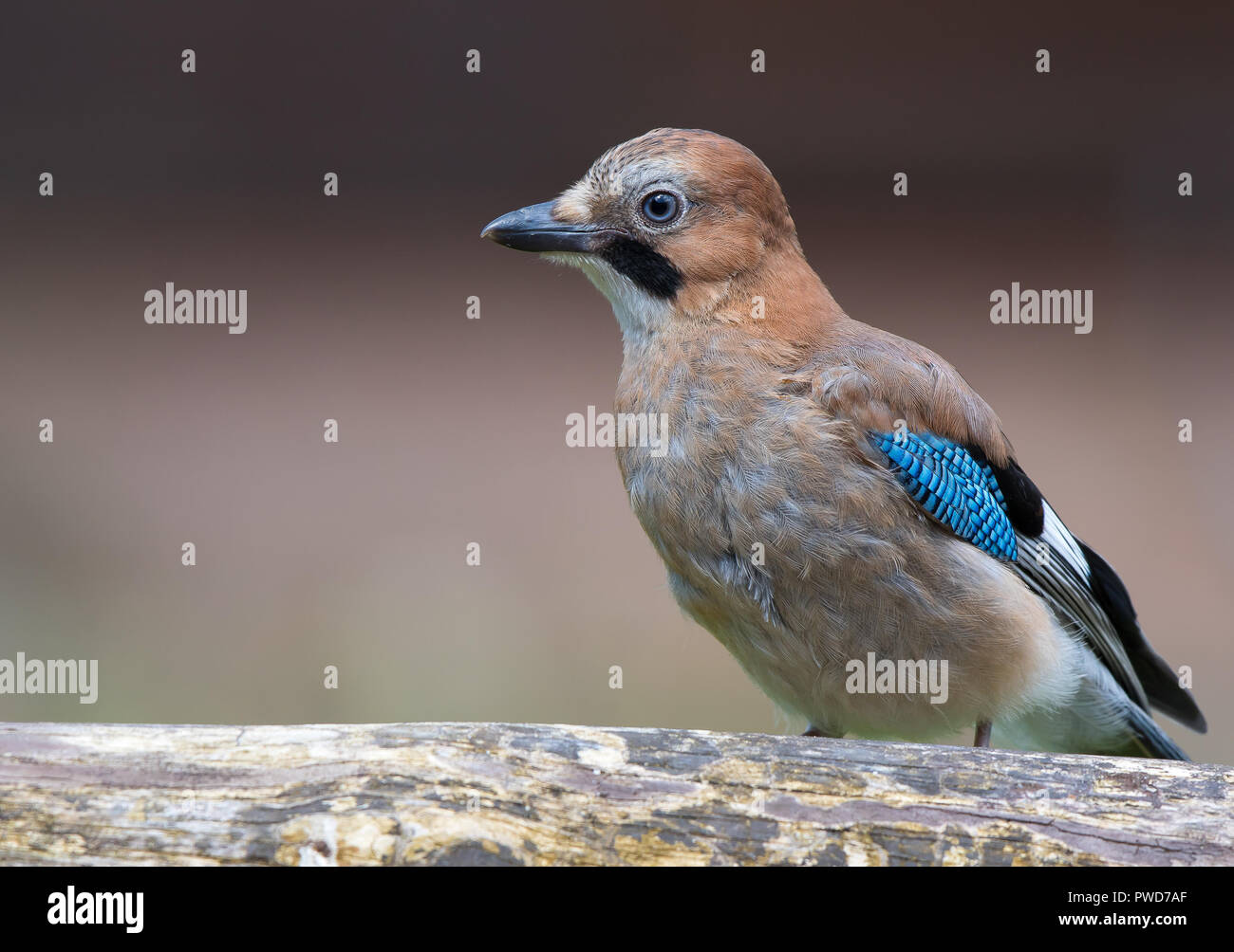 Detailed, side view close up of wild juvenile UK jay (Garrulus ...