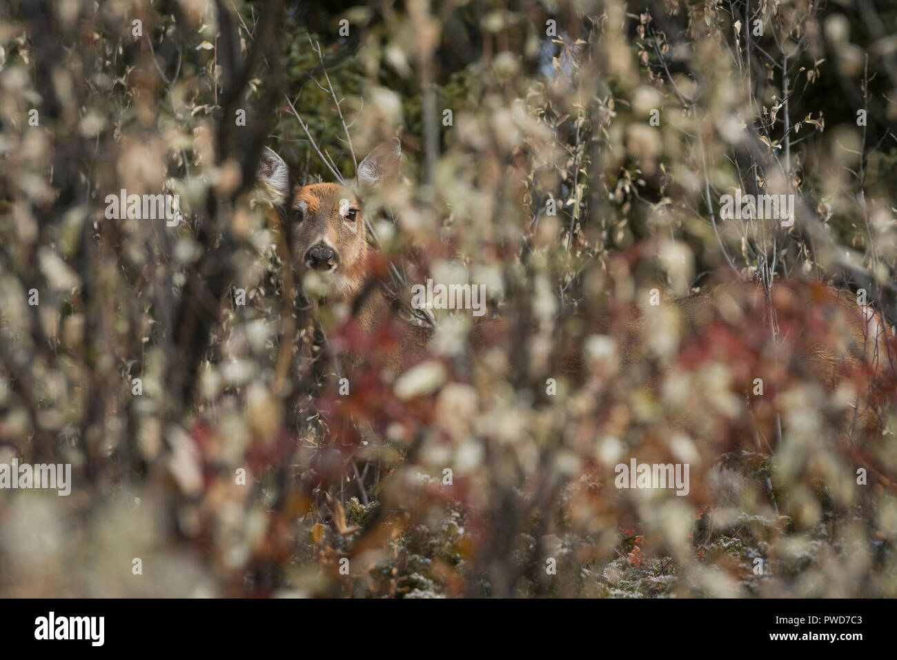 White tailed deer (Odocoileus virginianus), Johnson Lake, Banff Stock ...