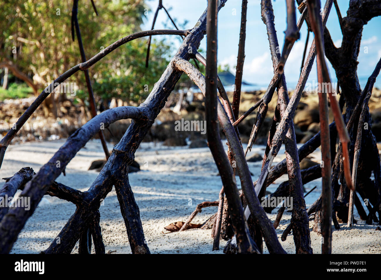 Roots of mangrove on beach at the sea Stock Photo - Alamy