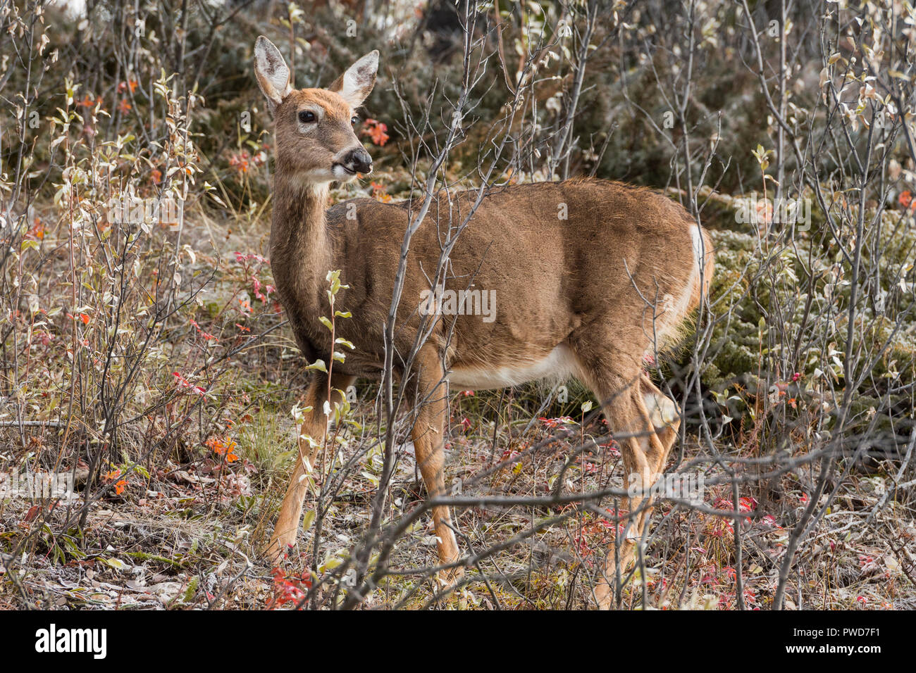 White tailed deer (Odocoileus virginianus), Johnson Lake, Banff Stock ...