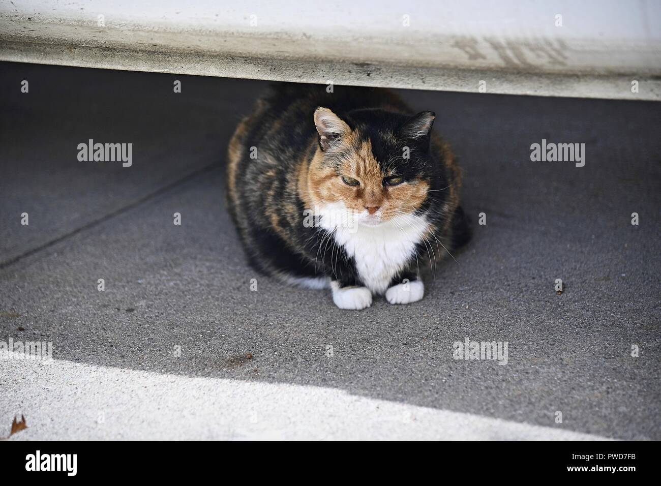 A calico cat sits under a car Stock Photo - Alamy