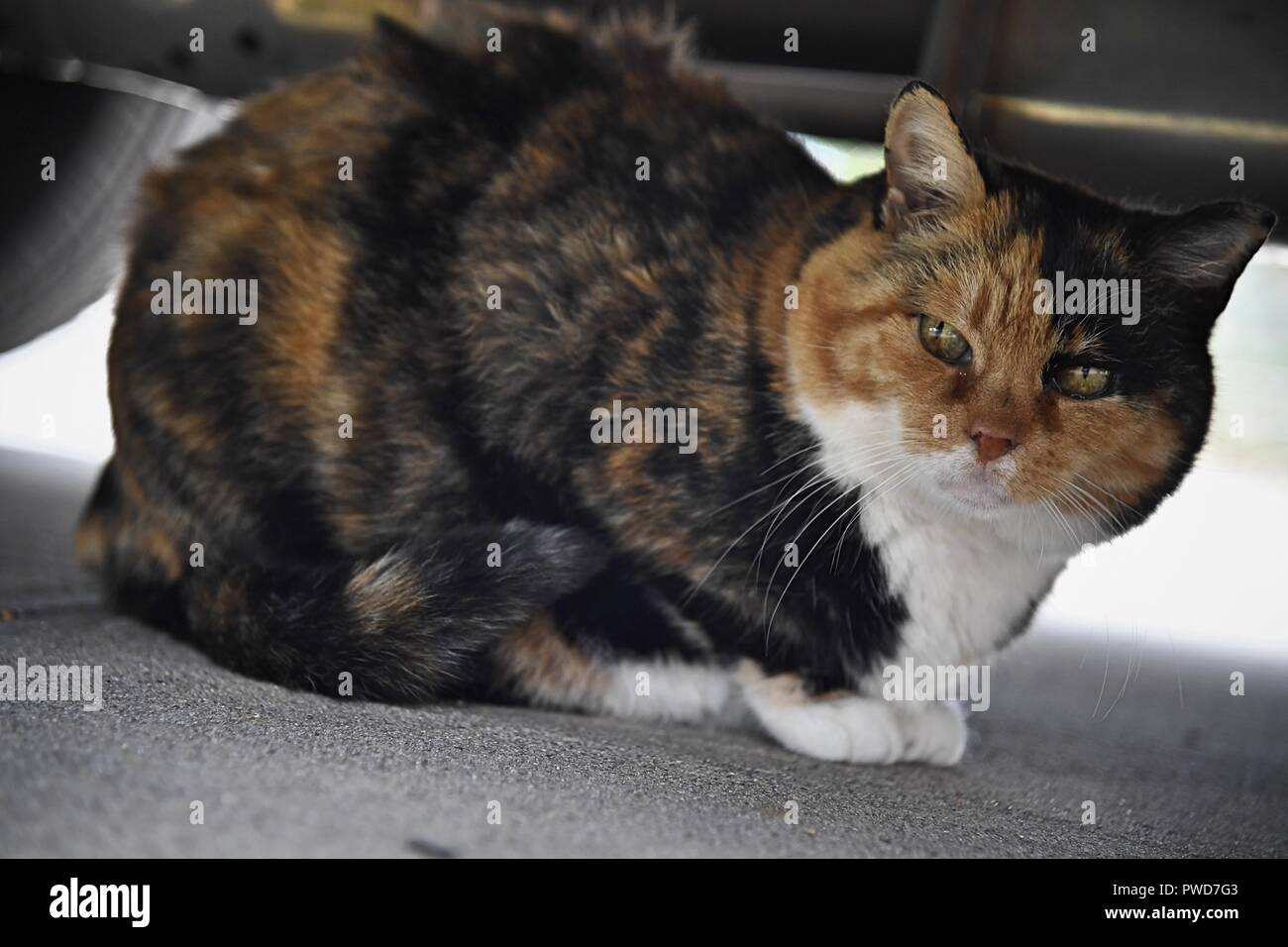 A calico cat sits under a car Stock Photo - Alamy