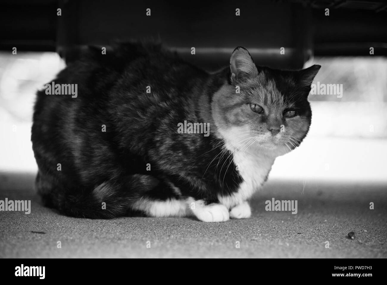 A calico cat sits under a car in black and white Stock Photo - Alamy