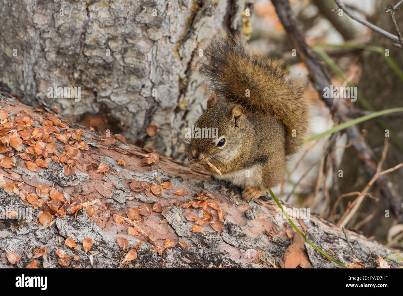 Red Squirrel, Johnson Lake, Banff National Park, Alberta, Canada Stock ...