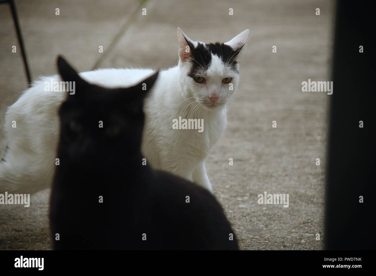 Two young domestic cats sitting hi-res stock photography and images - Alamy