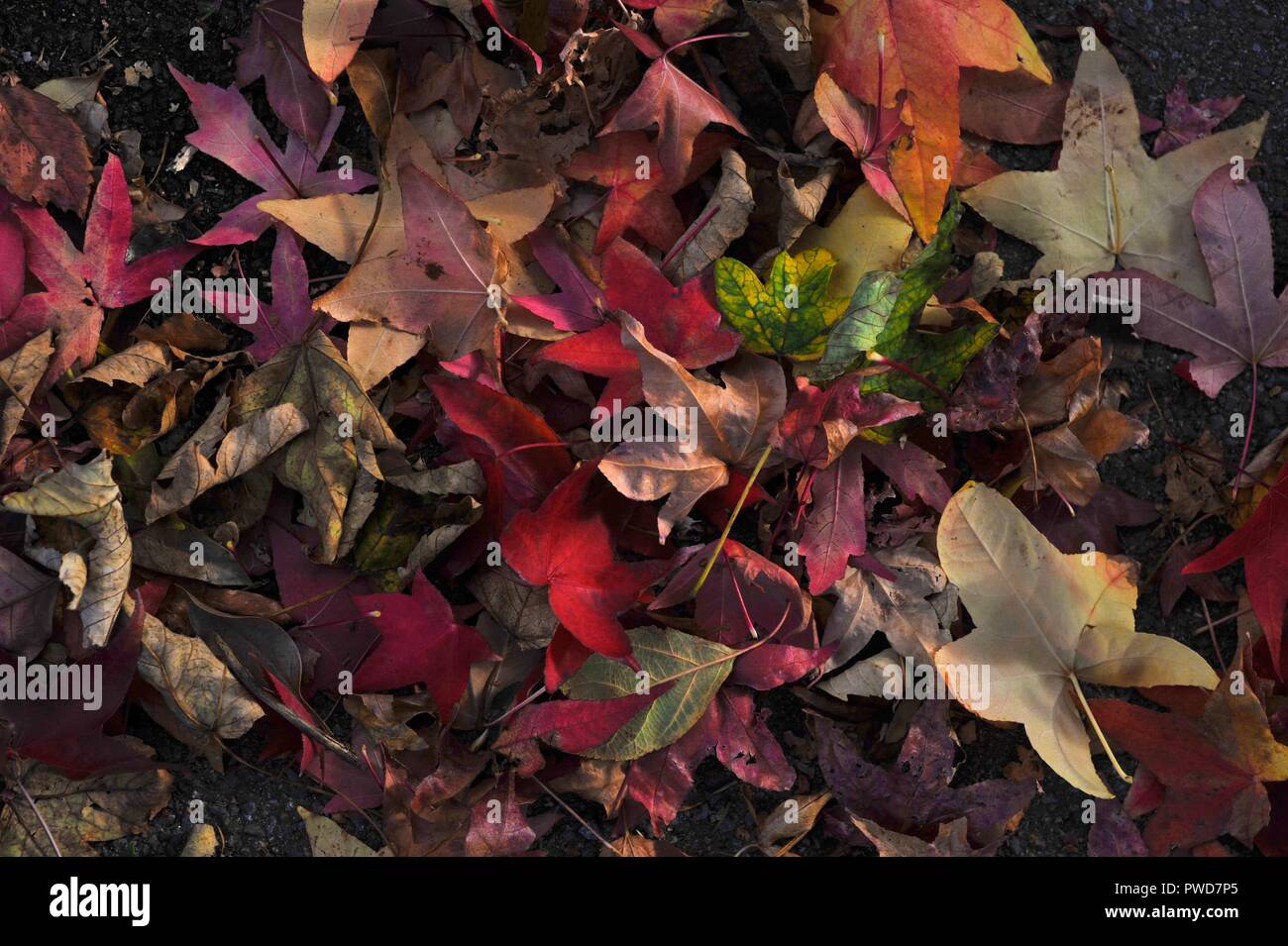 Vibrant autumn colours Stock Photo - Alamy