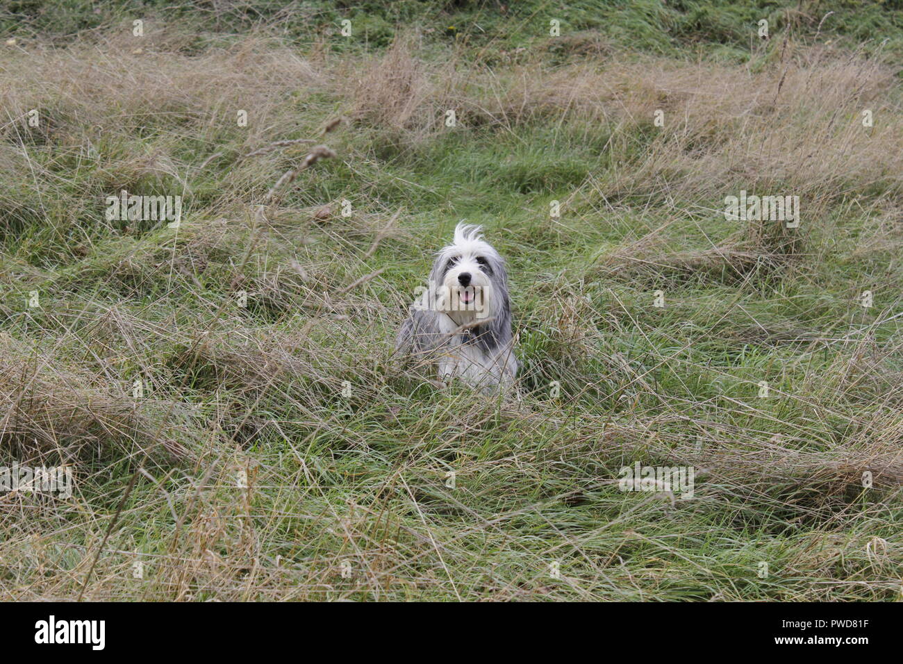 Sitting English Sheep Dog Stock Photo - Alamy