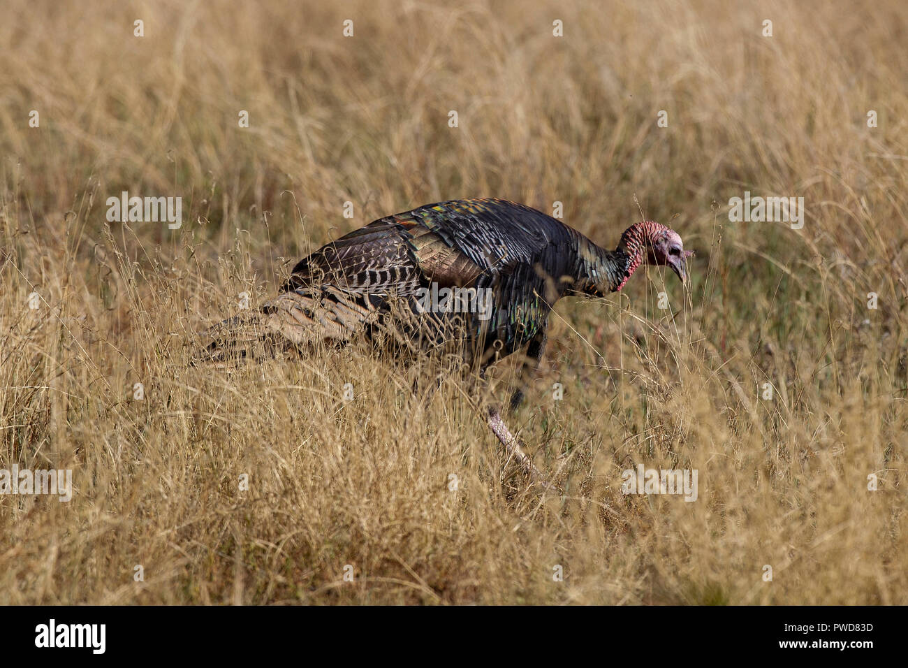 Turkeys in fall hi-res stock photography and images - Alamy
