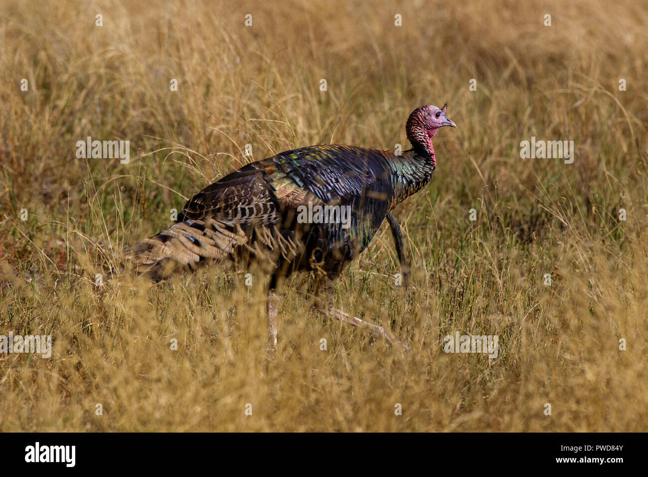 Turkeys field hi-res stock photography and images - Alamy