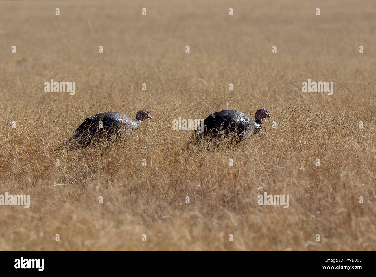 Turkeys field hi-res stock photography and images - Alamy