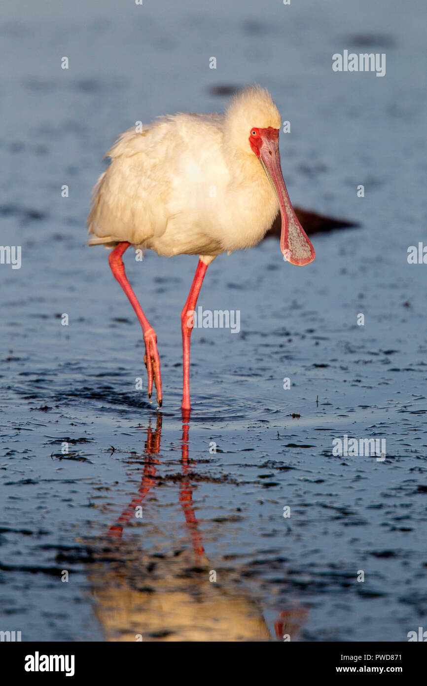 African Spoonbill Platalea alba West Coast National Park, Western Cape ...