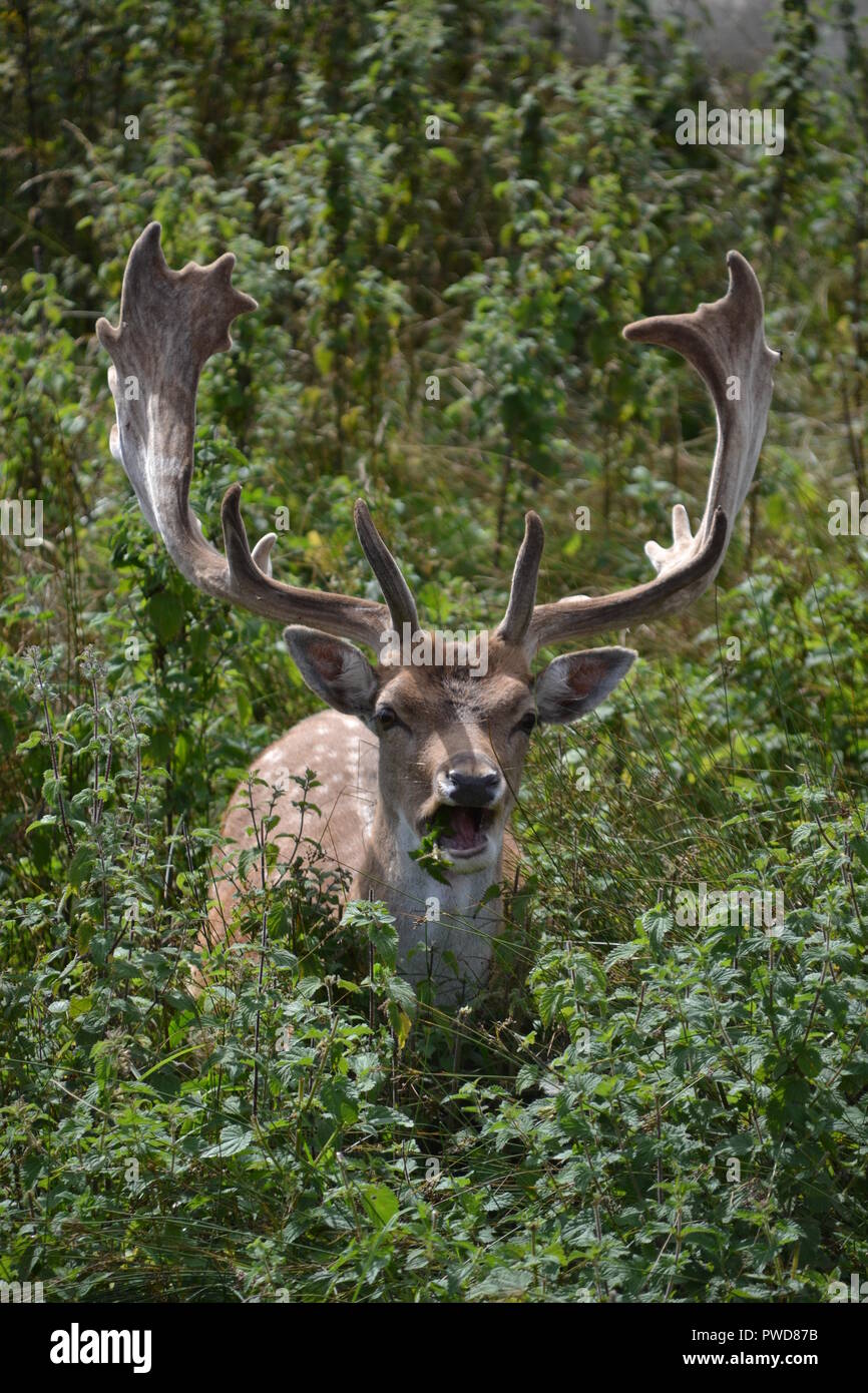 Deer chewing hi-res stock photography and images - Alamy