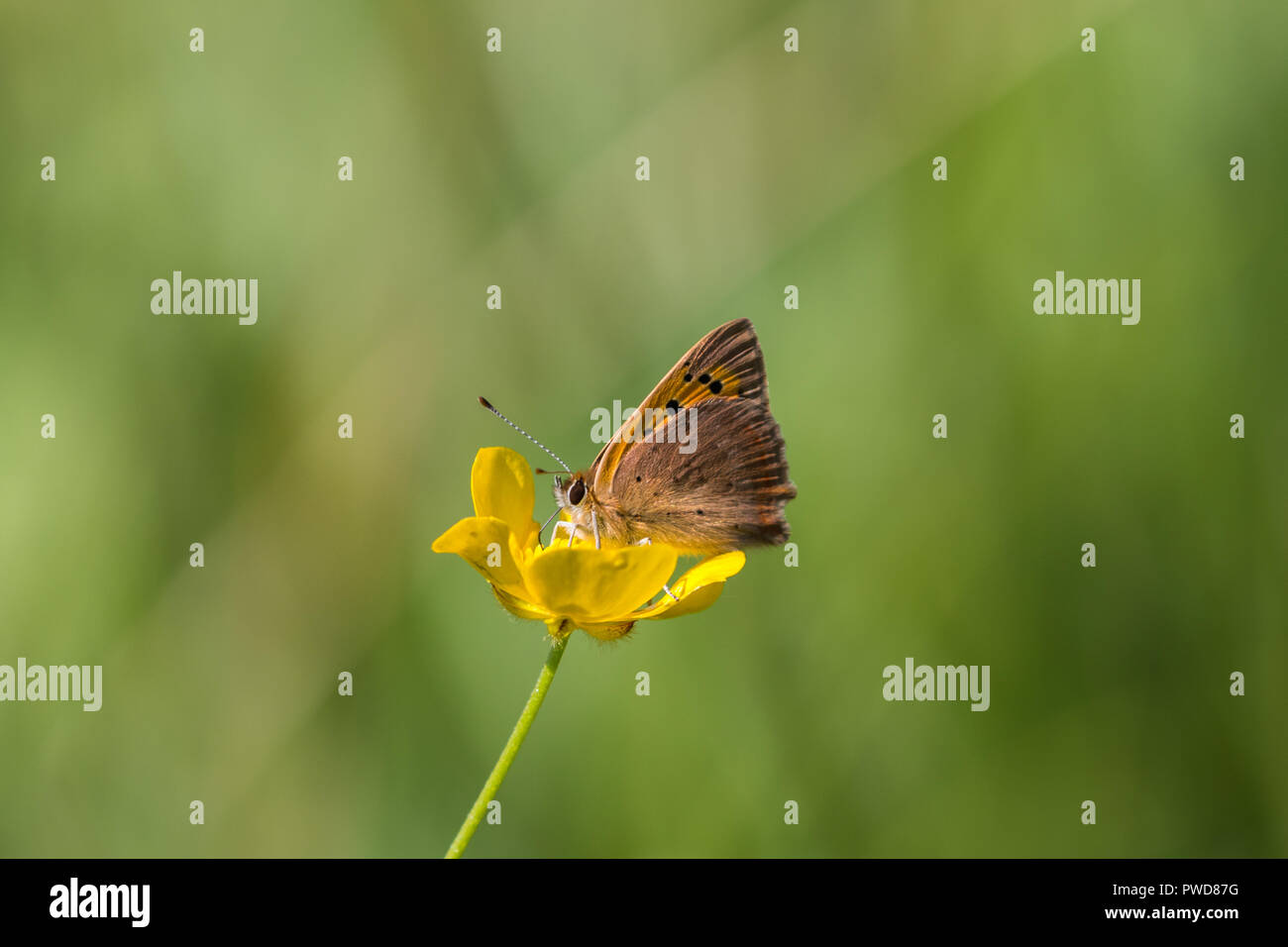 Butterfly on buttercup flower hi-res stock photography and images - Alamy