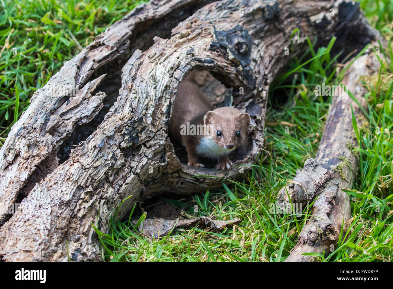 Weasel hole hi-res stock photography and images - Alamy