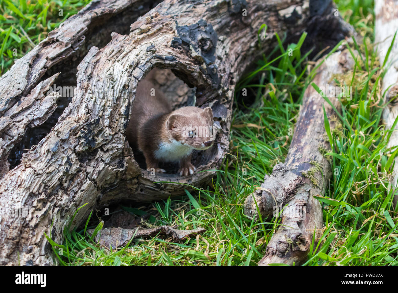 Weasel hole hi-res stock photography and images - Alamy