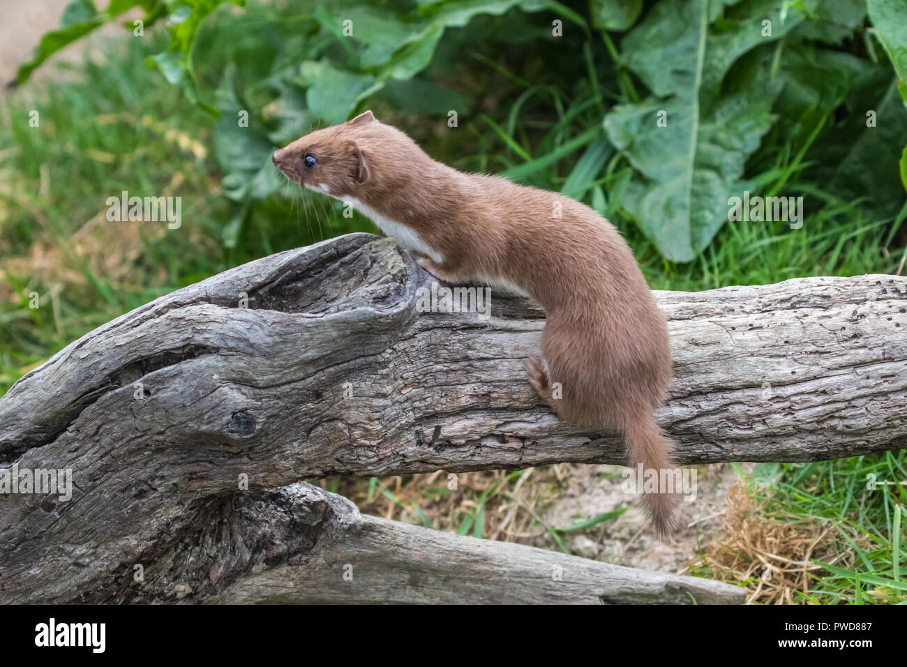 Uk weasel hi-res stock photography and images - Alamy