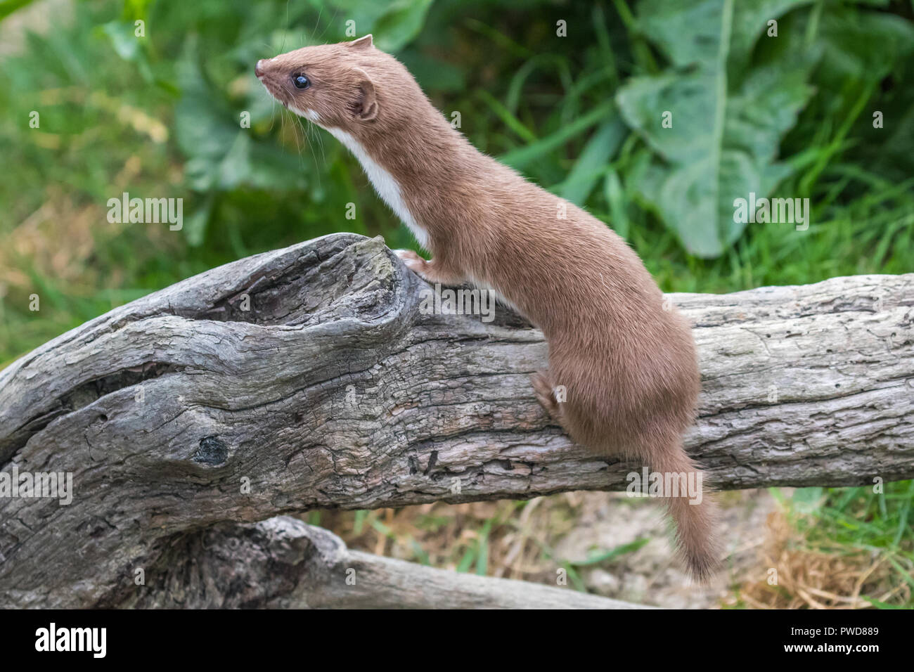 Least weasel hi-res stock photography and images - Alamy